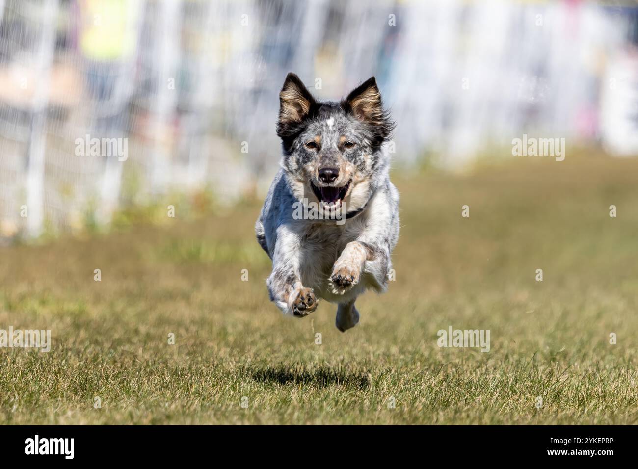 Australian blue heeler dog running hi-res stock photography and images ...