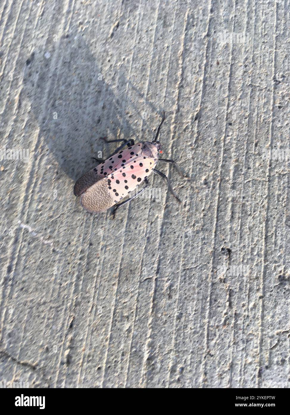 Spotted Lanternfly (Lycorma delicatula Stock Photo - Alamy