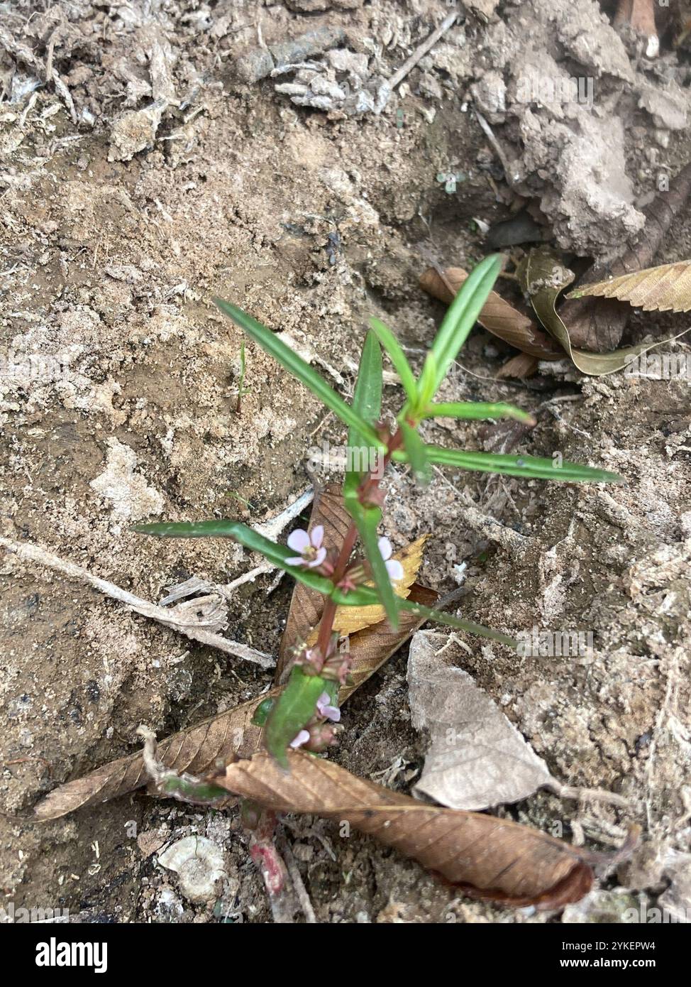Scarlet Toothcup (Ammannia coccinea Stock Photo - Alamy