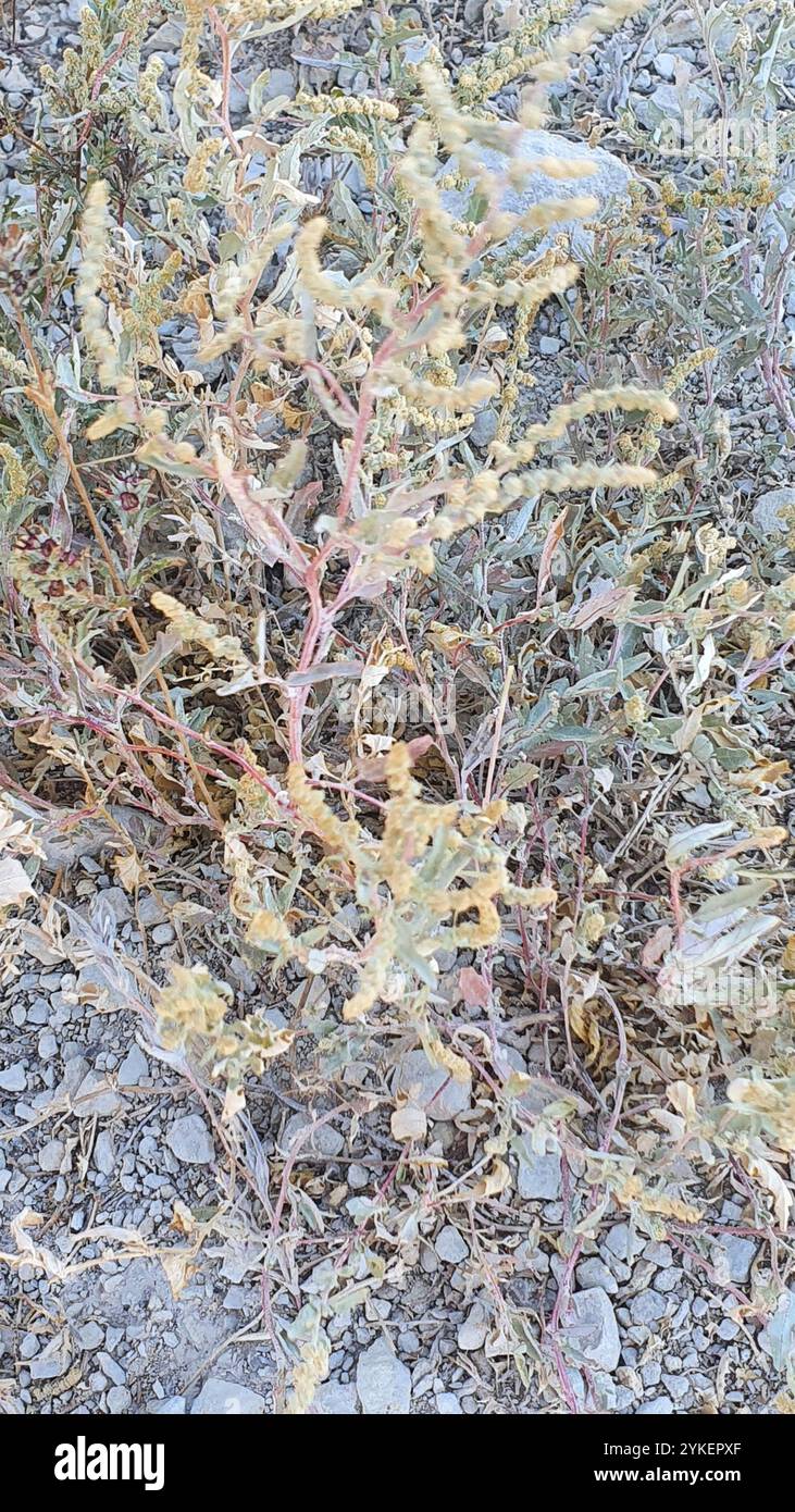 Tatrian Saltbush (Atriplex tatarica Stock Photo - Alamy