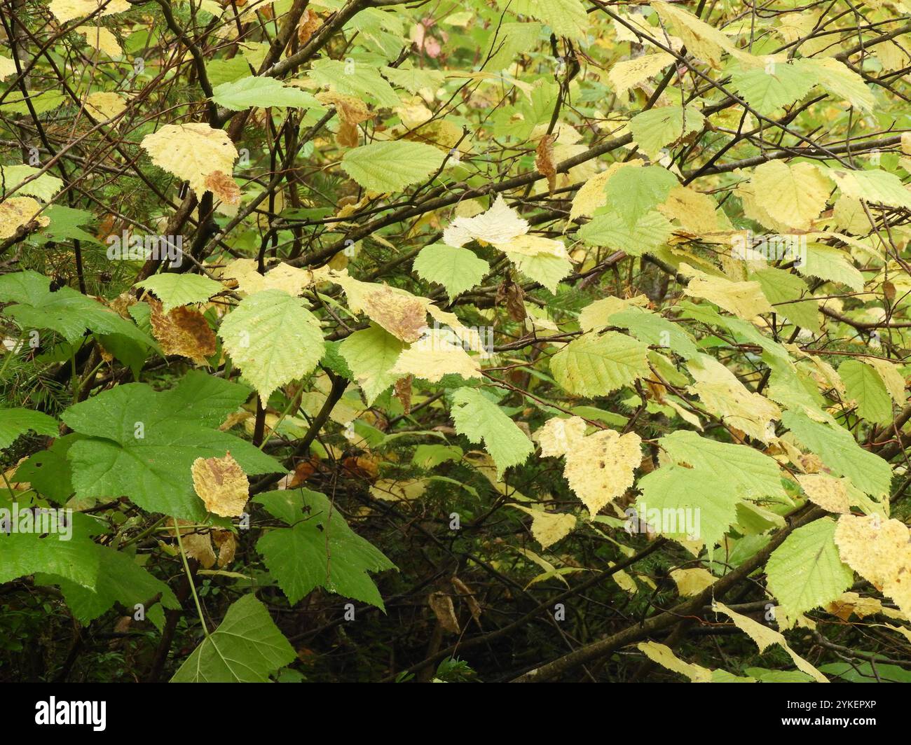 Beaked hazelnut hi-res stock photography and images - Alamy