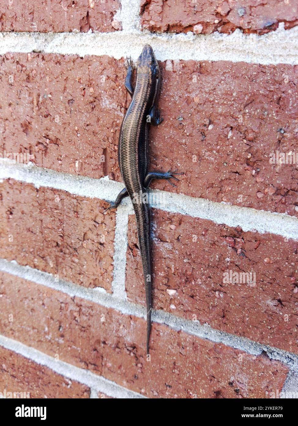 Common Five-lined Skink (Plestiodon fasciatus Stock Photo - Alamy