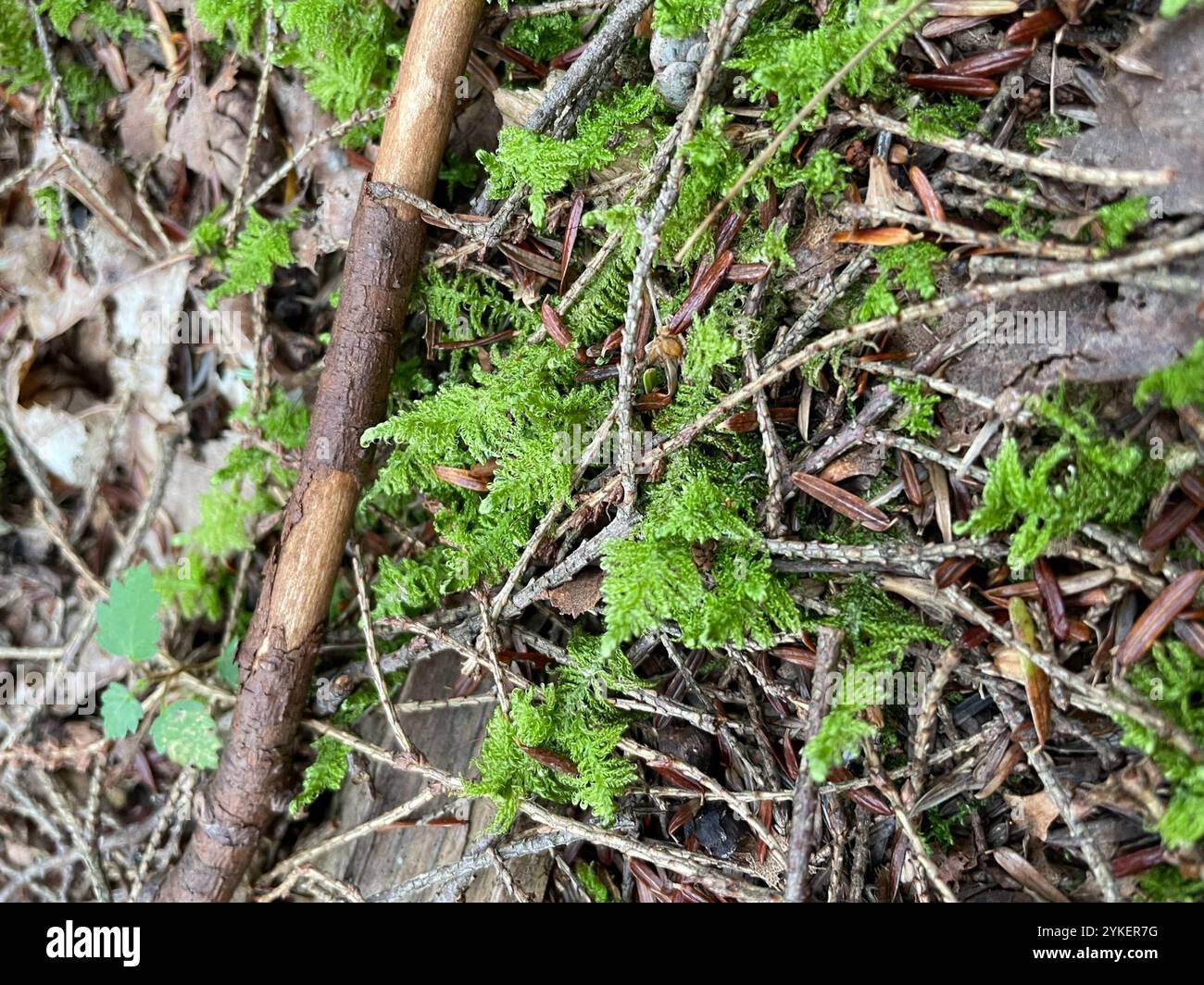 Ostrich-plume Moss (Ptilium crista-castrensis Stock Photo - Alamy