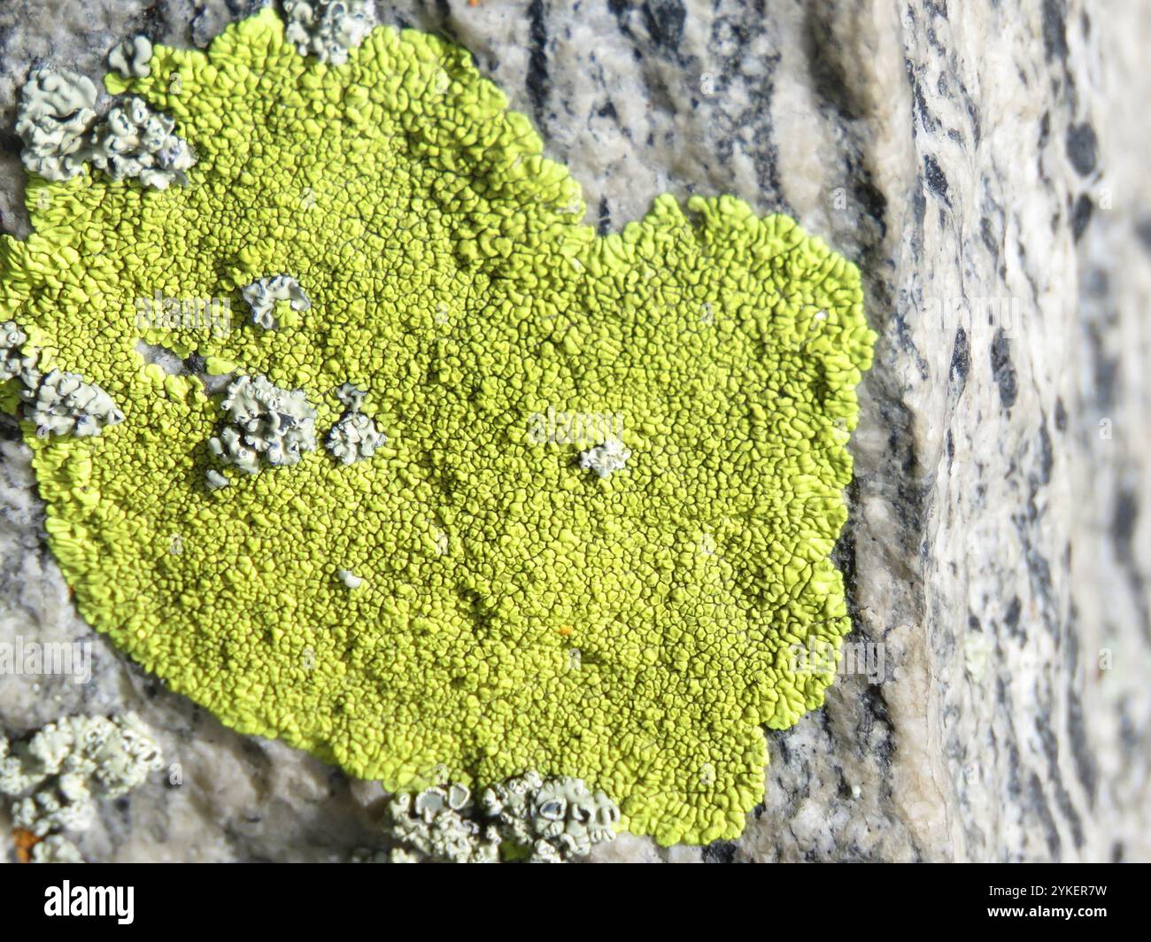 Gold Cobblestone Lichens (Pleopsidium Stock Photo - Alamy