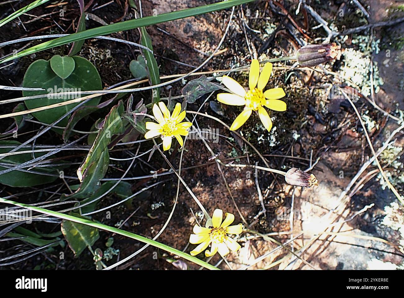 Climbing Babooncabbage (Othonna perfoliata Stock Photo - Alamy
