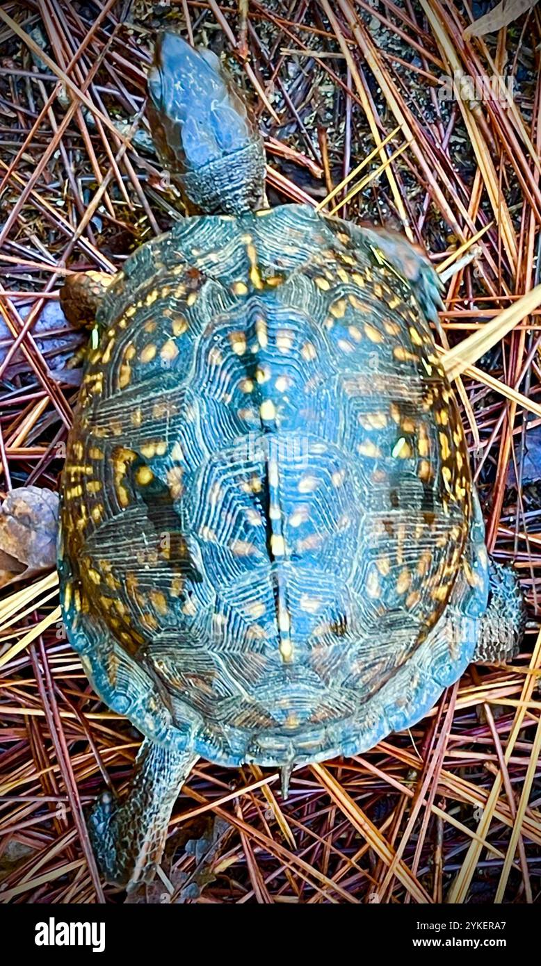 Eastern Box Turtle (Terrapene carolina carolina Stock Photo - Alamy