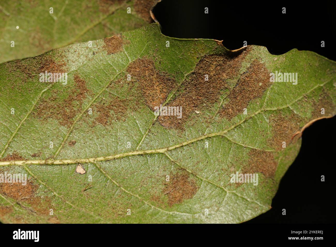 Holm Oak Felt Gall Mite (Aceria ilicis Stock Photo - Alamy