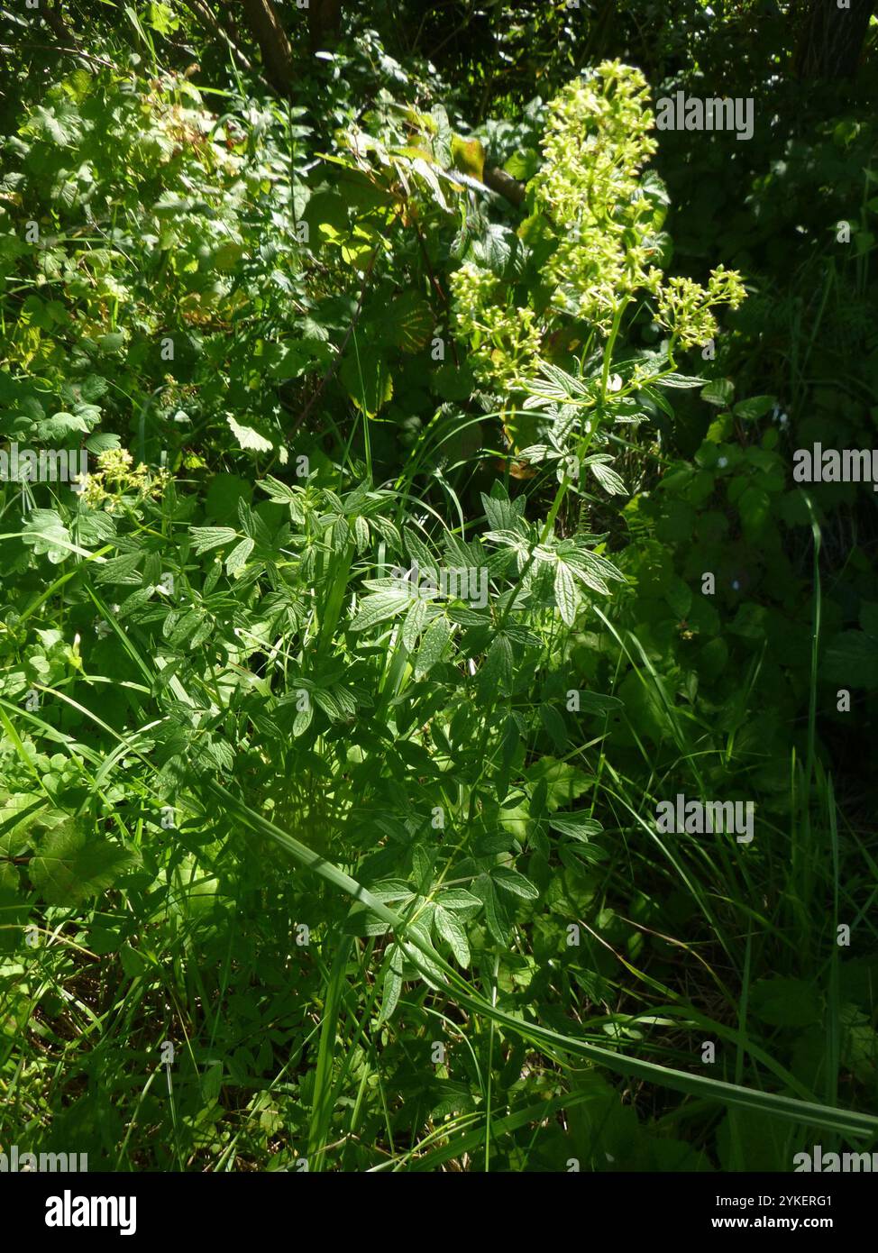 Common Meadow-rue (Thalictrum flavum Stock Photo - Alamy