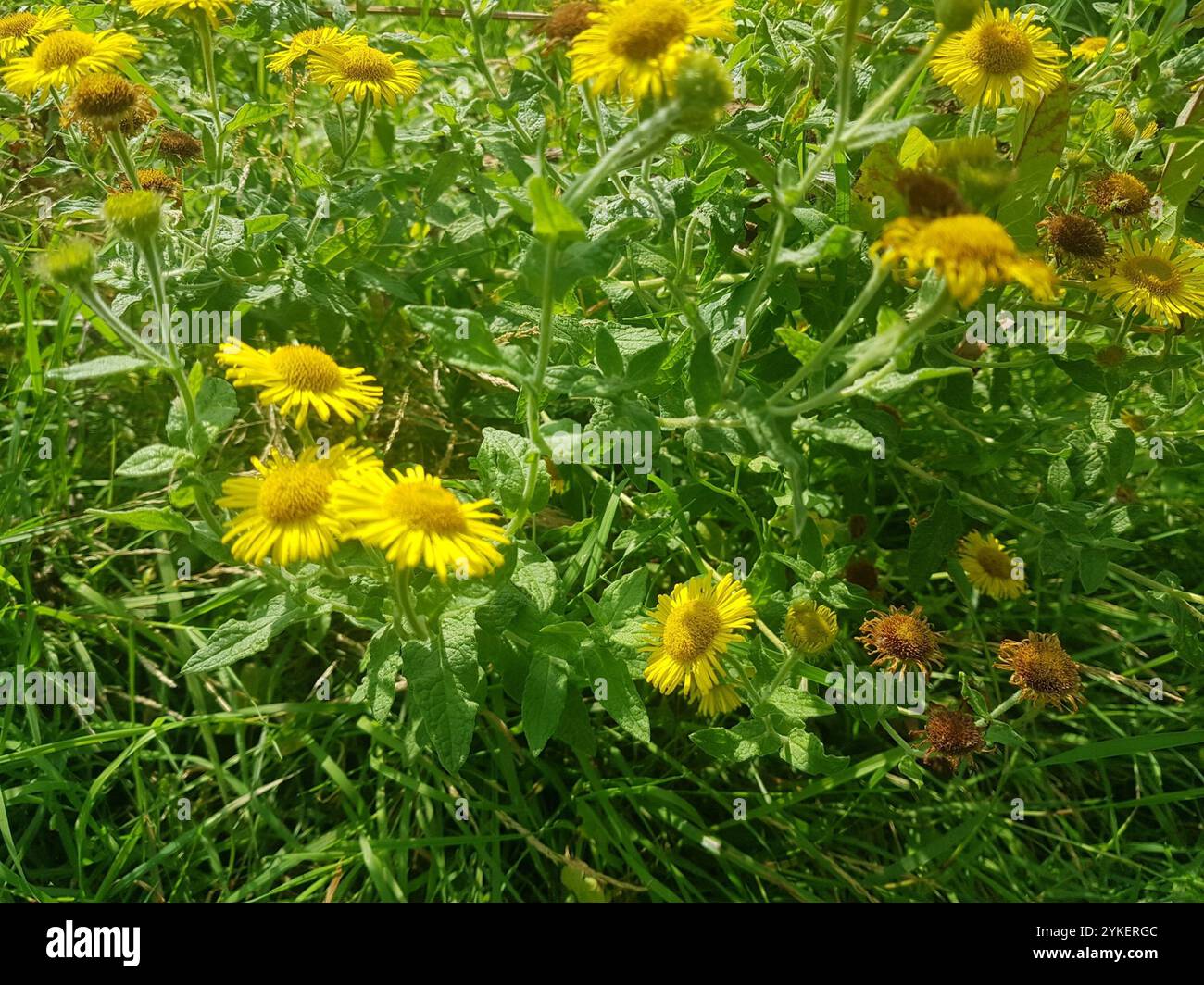 Common Fleabane (Pulicaria dysenterica Stock Photo - Alamy