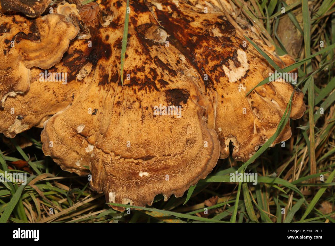 Giant Polypore (Meripilus giganteus Stock Photo - Alamy