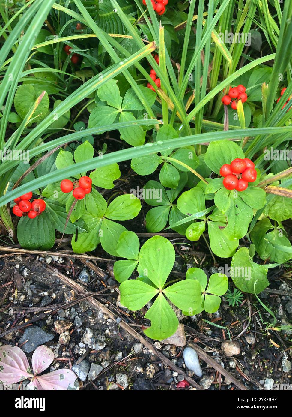 Western Bunchberry (Cornus unalaschkensis Stock Photo - Alamy