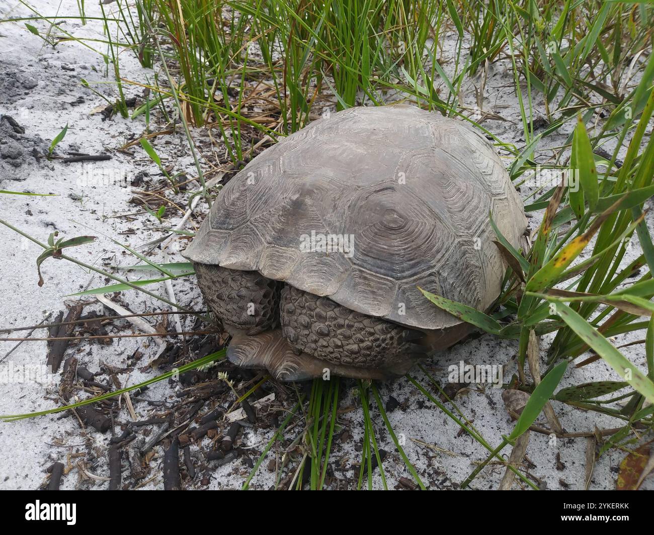 Gopher Tortoise (Gopherus polyphemus Stock Photo - Alamy