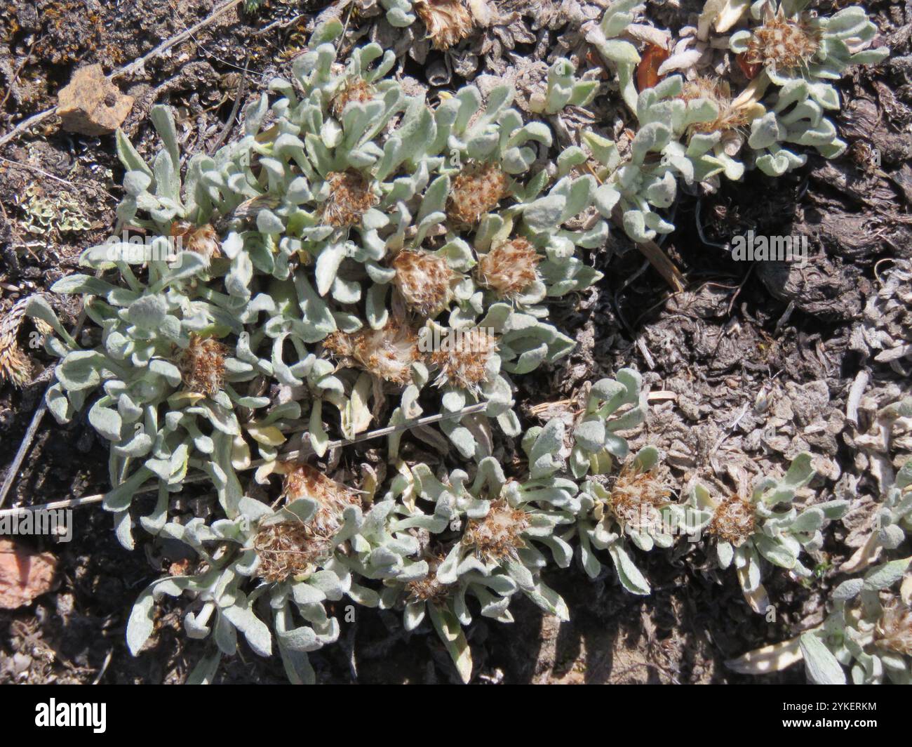 Low Pussytoes (Antennaria dimorpha Stock Photo - Alamy