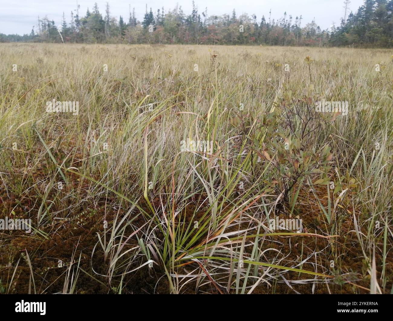 Long's Bulrush (Scirpus longii Stock Photo - Alamy