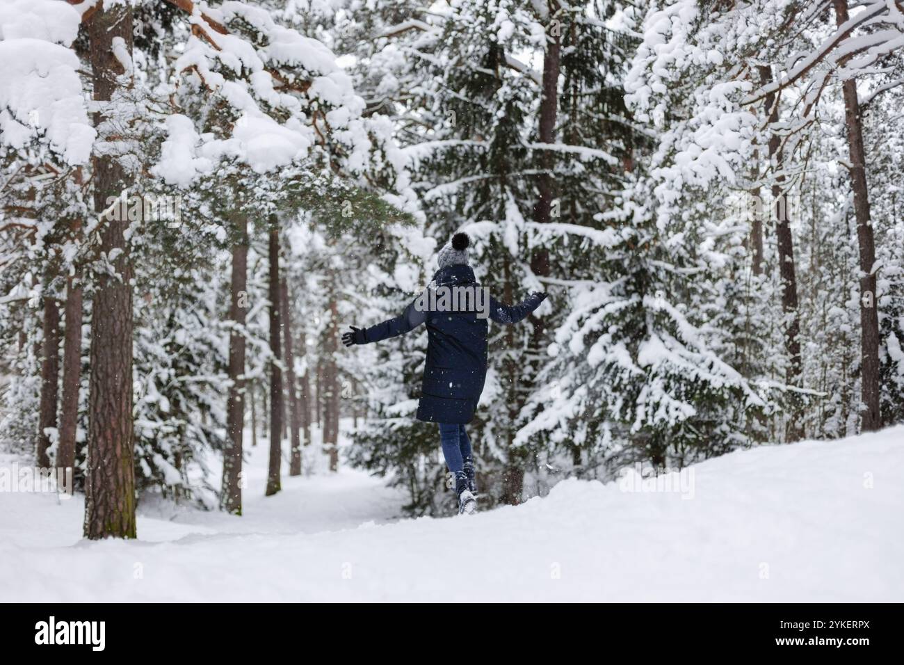 Pine trees in snow snowfall hi-res stock photography and images - Alamy