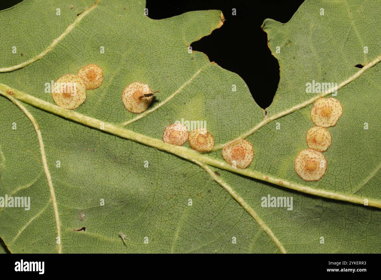Common Spangle Gall Wasp (Neuroterus quercusbaccarum Stock Photo - Alamy