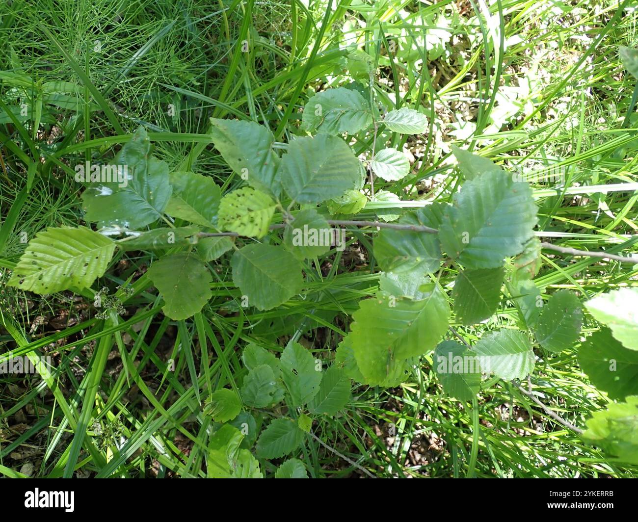 Red Alder (Alnus rubra Stock Photo - Alamy