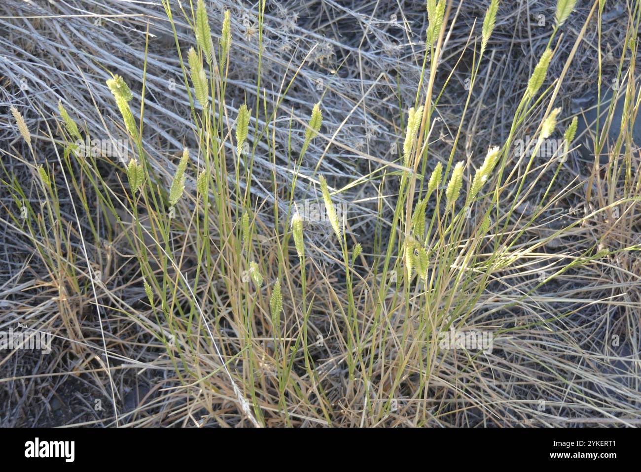 Crested Wheatgrass (Agropyron cristatum Stock Photo - Alamy