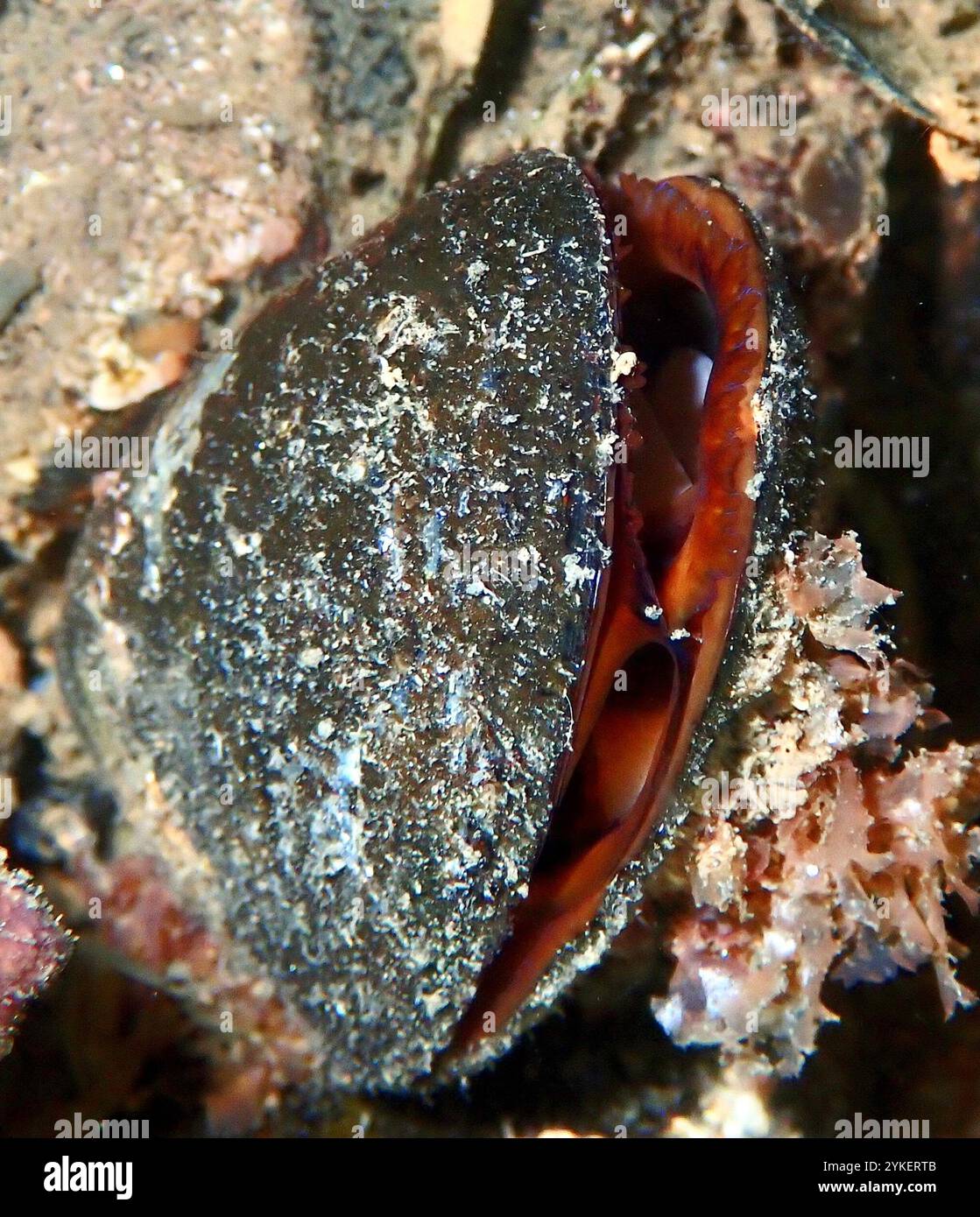 Blue Mussel Complex (Mytilus edulis Stock Photo - Alamy