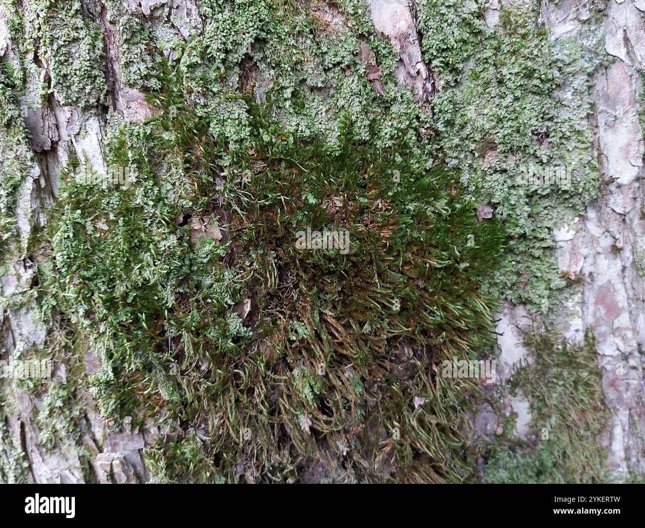 squirrel-tail moss (Leucodon sciuroides Stock Photo - Alamy