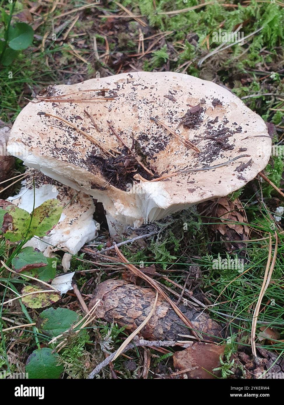 milk-white brittlegill (Russula delica Stock Photo - Alamy