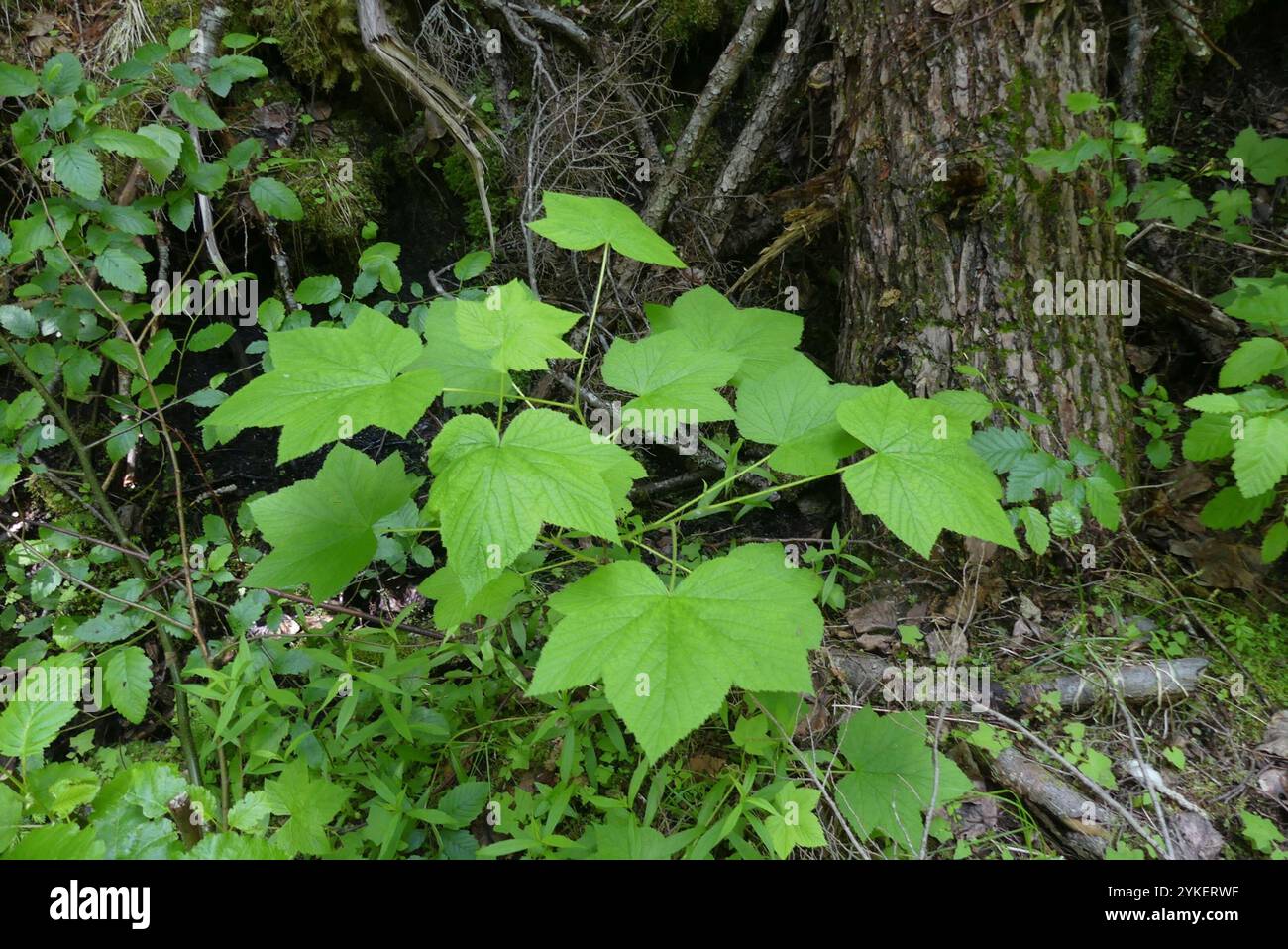 thimbleberry (Rubus parviflorus Stock Photo - Alamy