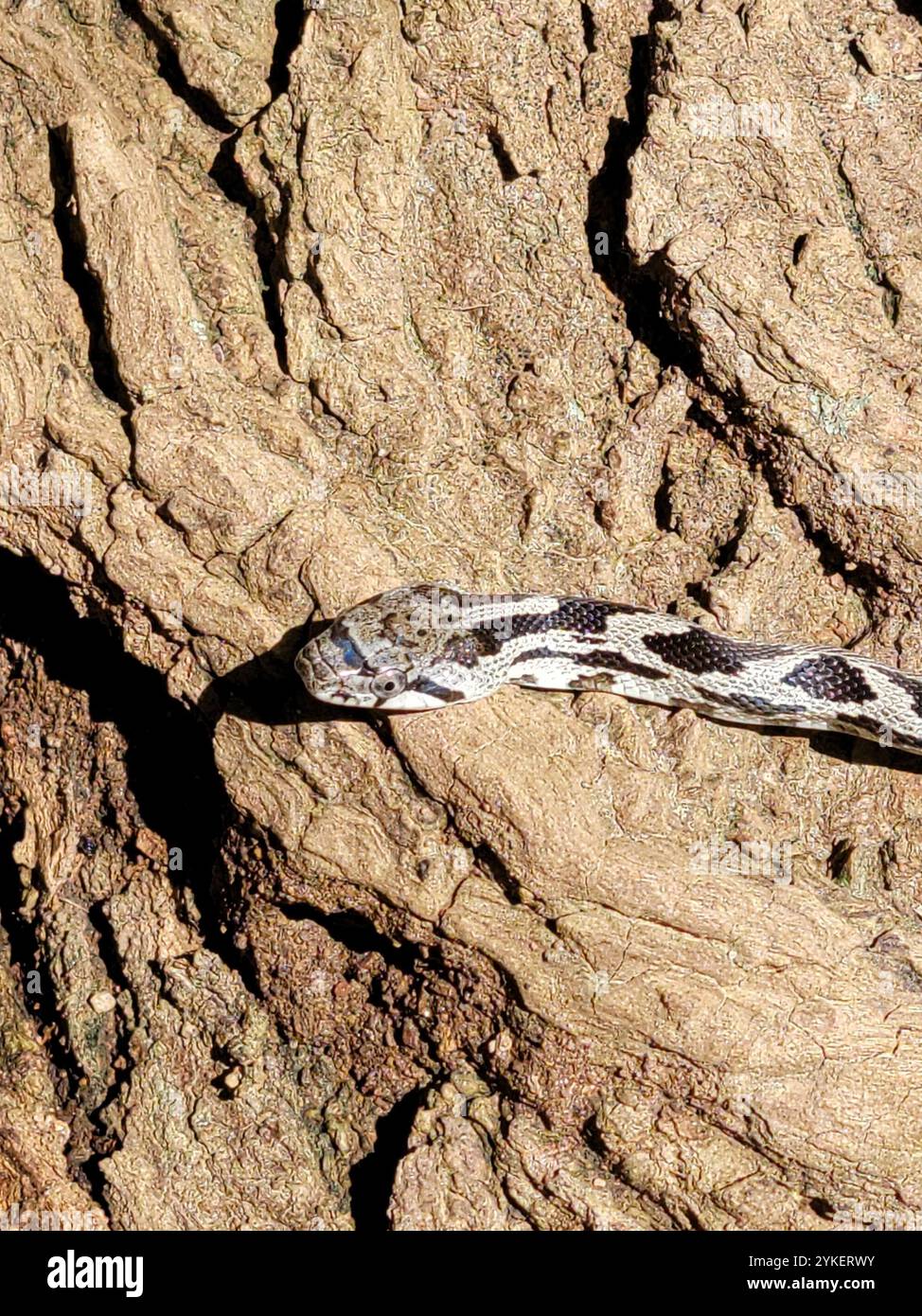 Pantherophis spiloides hi-res stock photography and images - Alamy