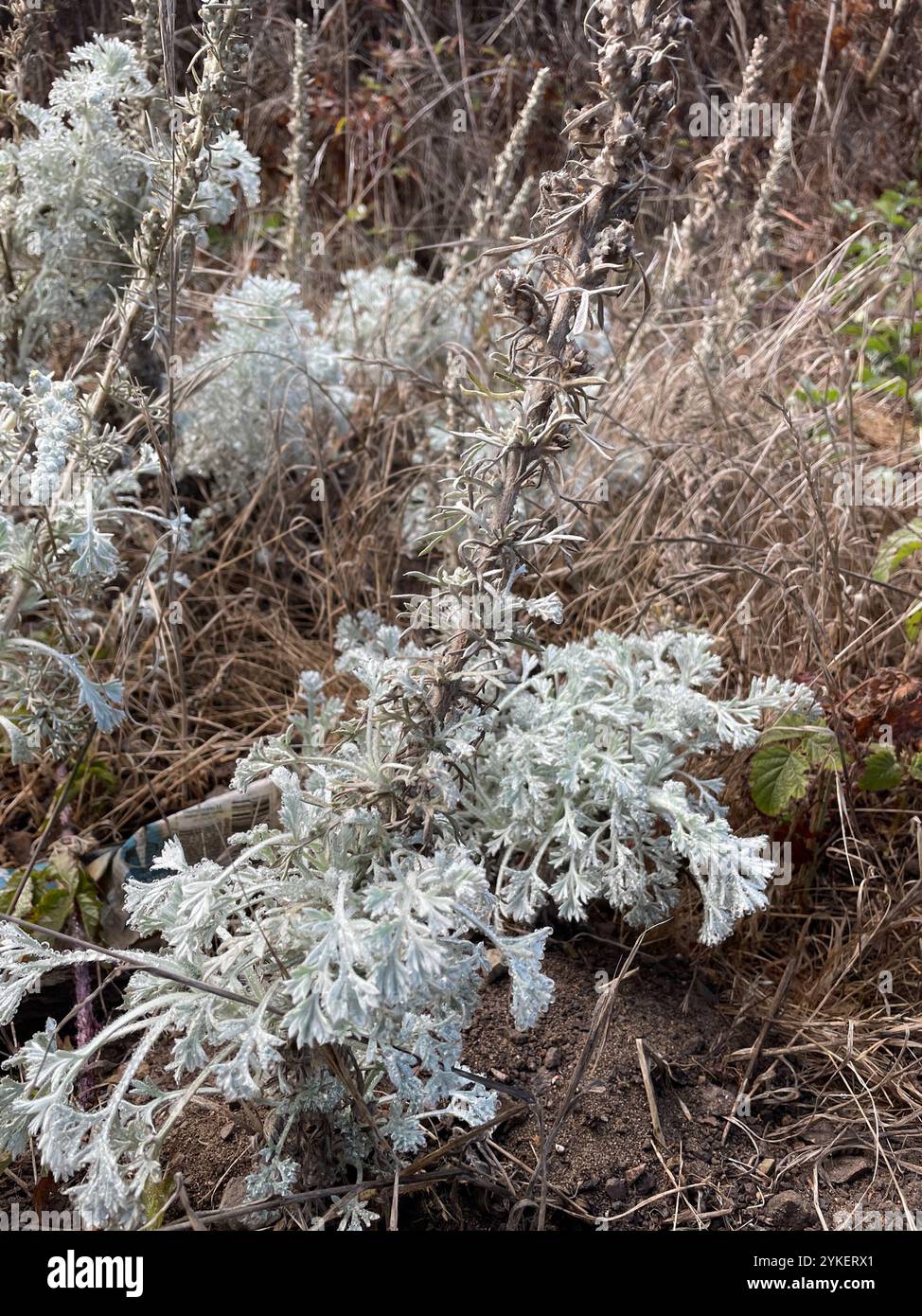 coastal sagewort (Artemisia pycnocephala Stock Photo - Alamy