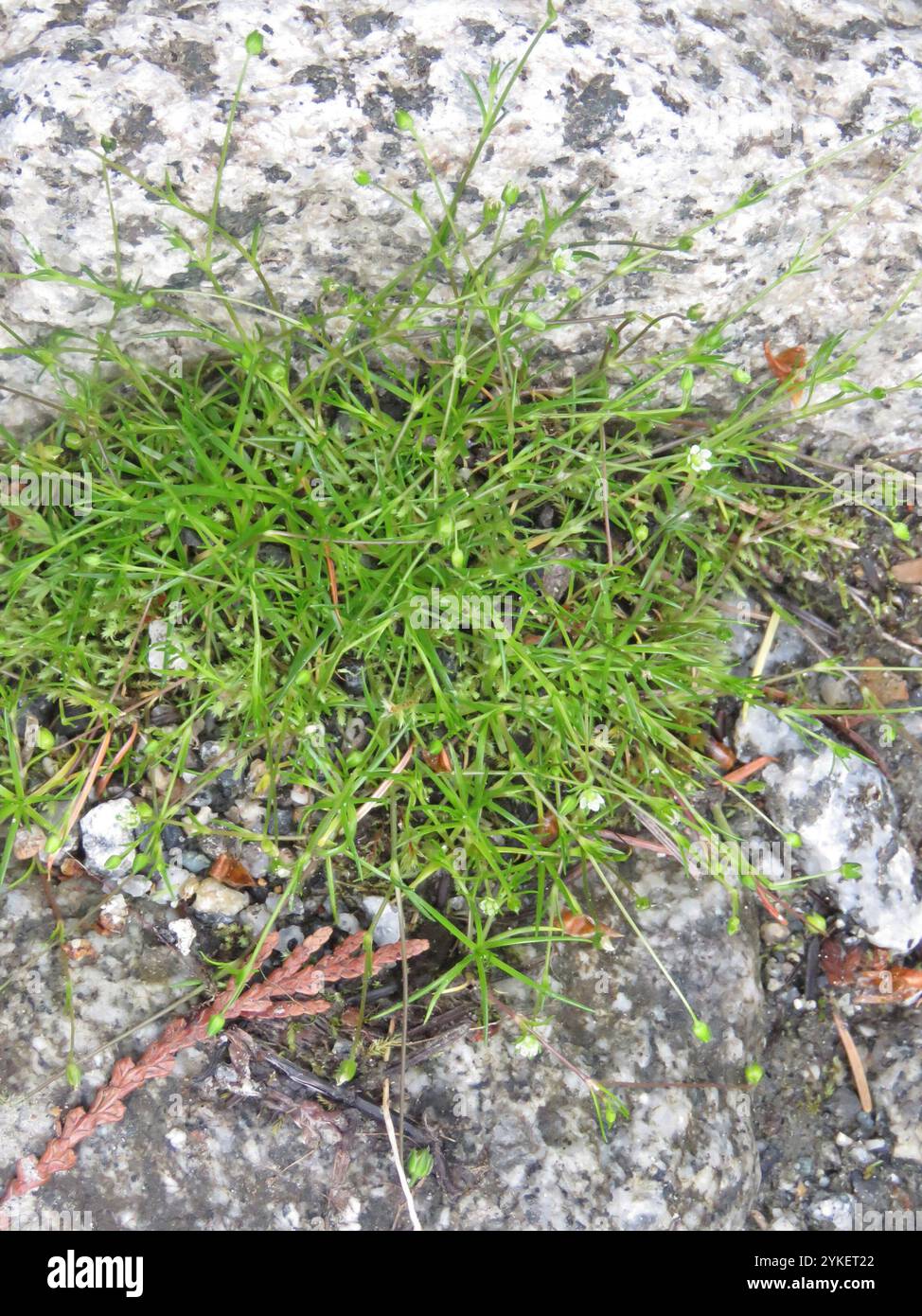 Alpine Pearlwort (Sagina saginoides Stock Photo - Alamy