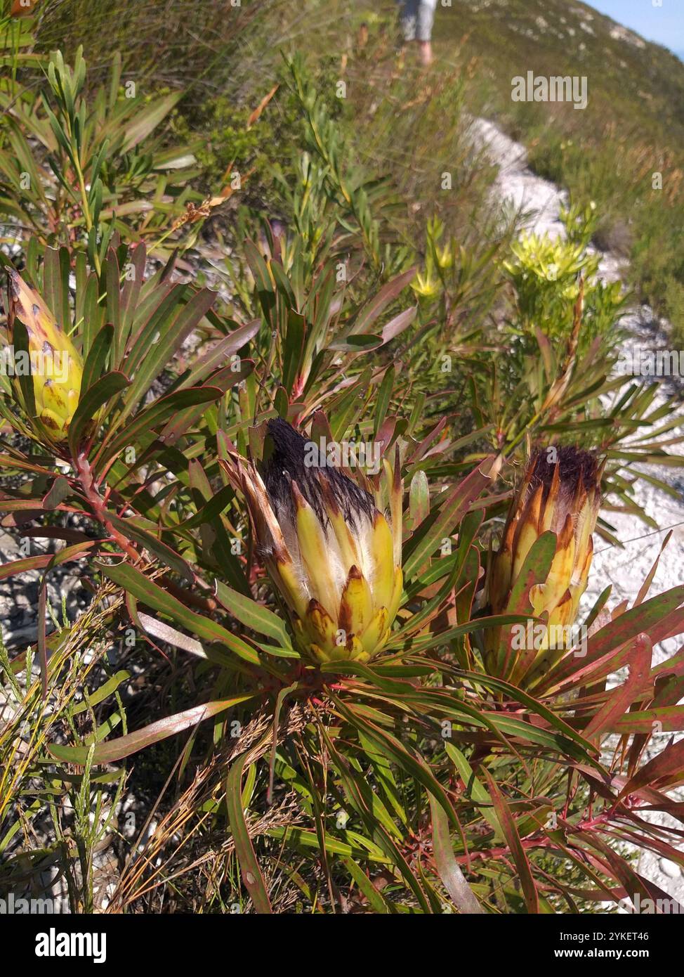 Long-leaf Sugarbush (Protea longifolia Stock Photo - Alamy