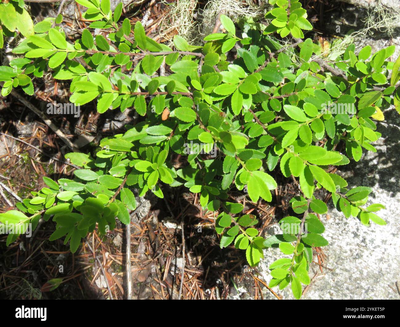 Oregon Boxwood (Paxistima myrsinites Stock Photo - Alamy