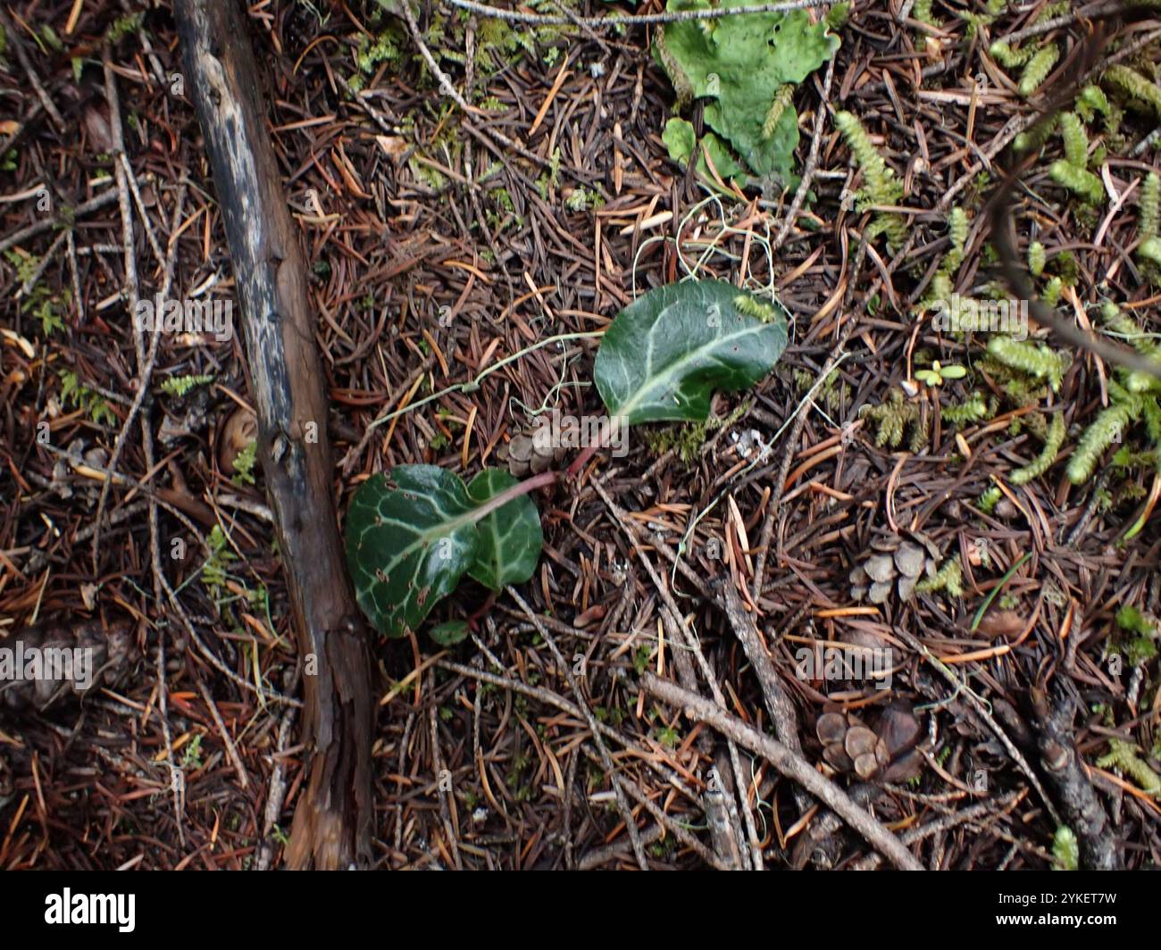 white-veined wintergreen (Pyrola picta Stock Photo - Alamy