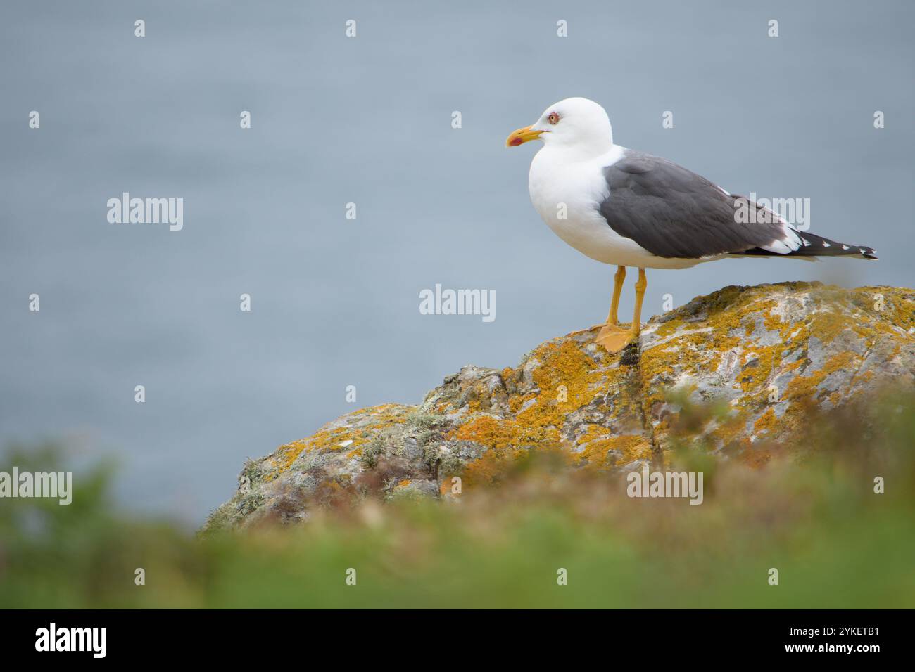 Close up gull on rocks hi-res stock photography and images - Alamy