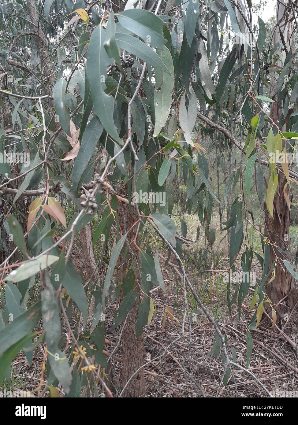 narrow-leaf peppermint gum (Eucalyptus radiata Stock Photo - Alamy