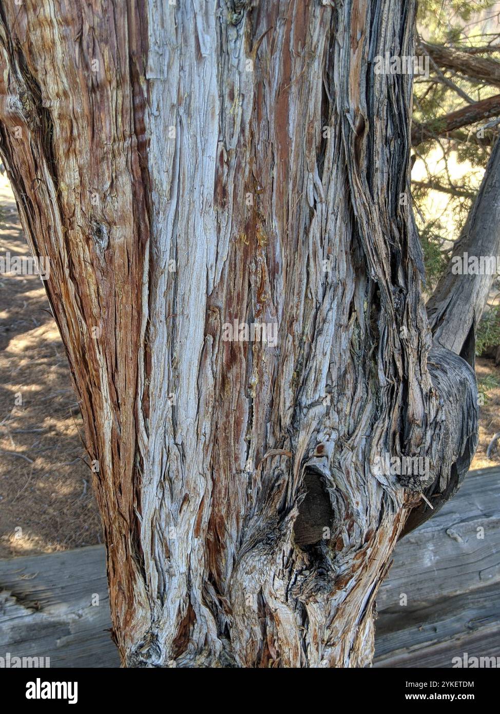 western juniper (Juniperus occidentalis Stock Photo - Alamy