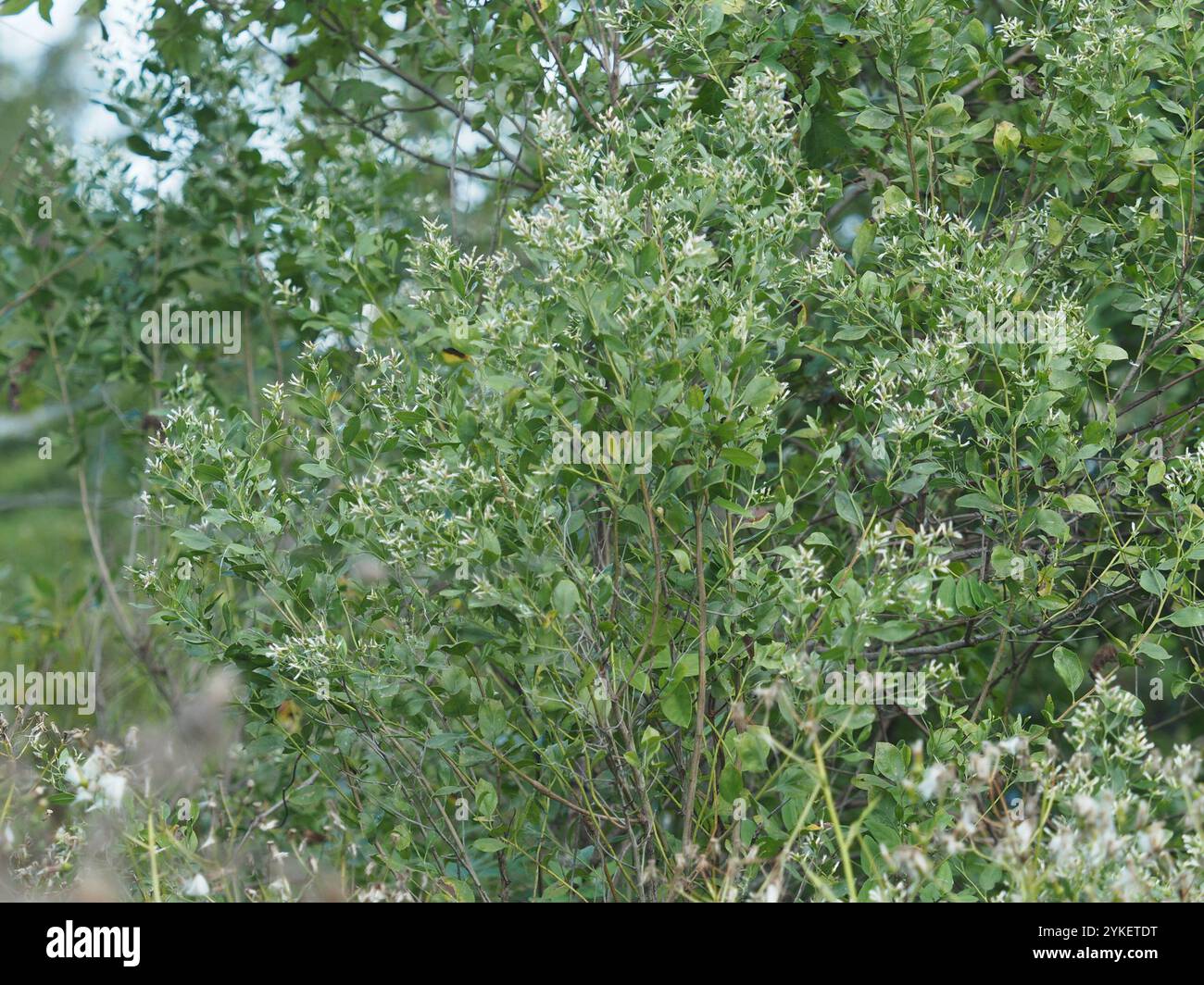 groundsel tree (Baccharis halimifolia Stock Photo - Alamy