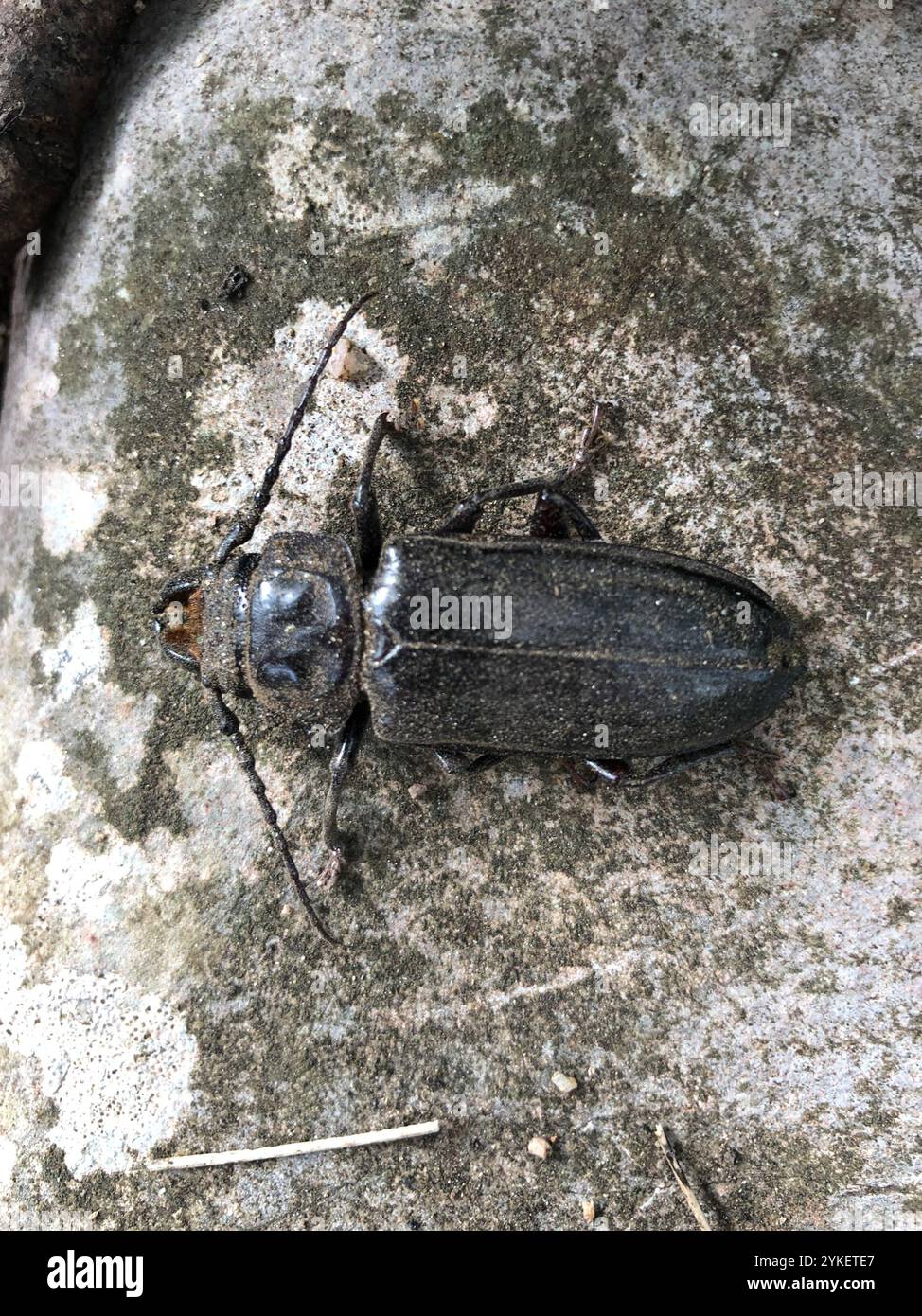 Hardwood Stump Borer (Mallodon dasystomus Stock Photo - Alamy