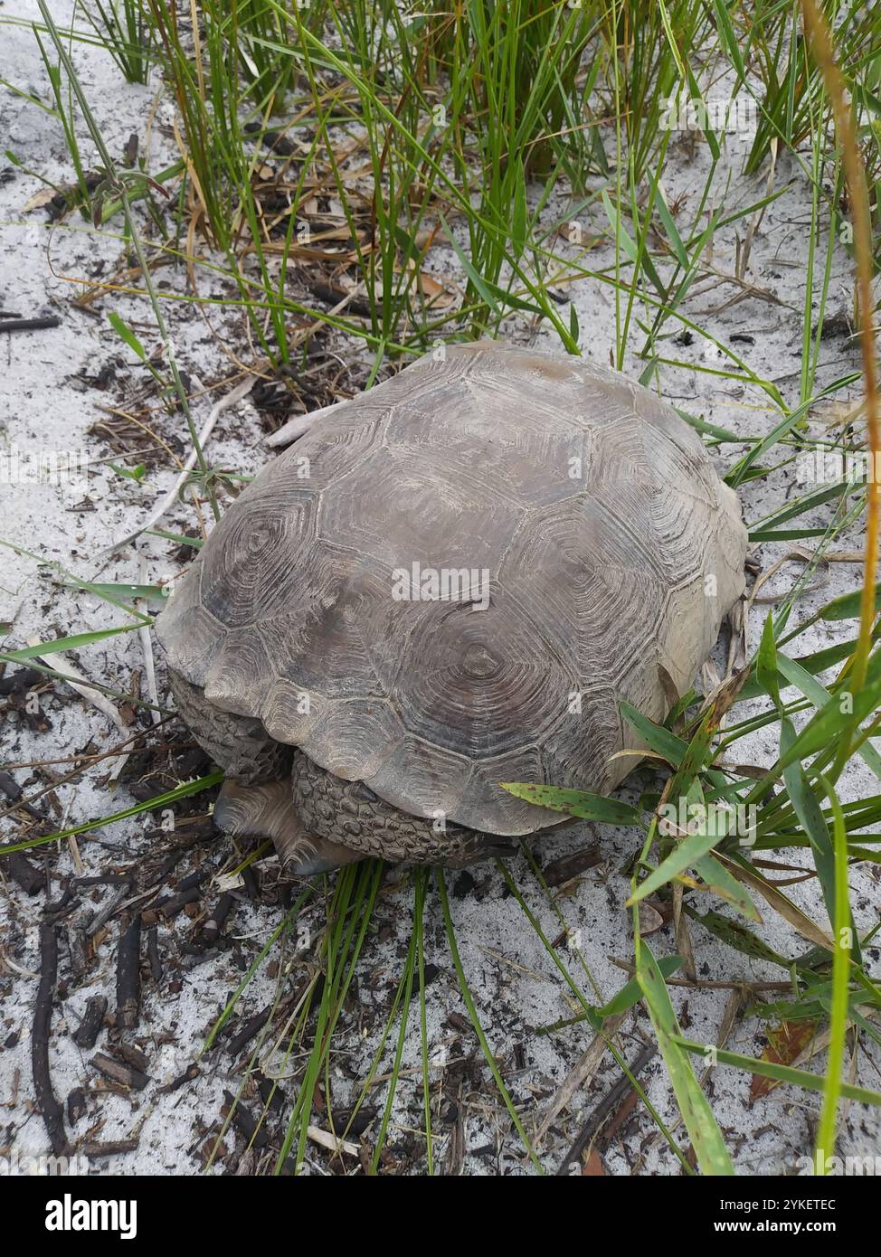 Gopher Tortoise (Gopherus polyphemus Stock Photo - Alamy