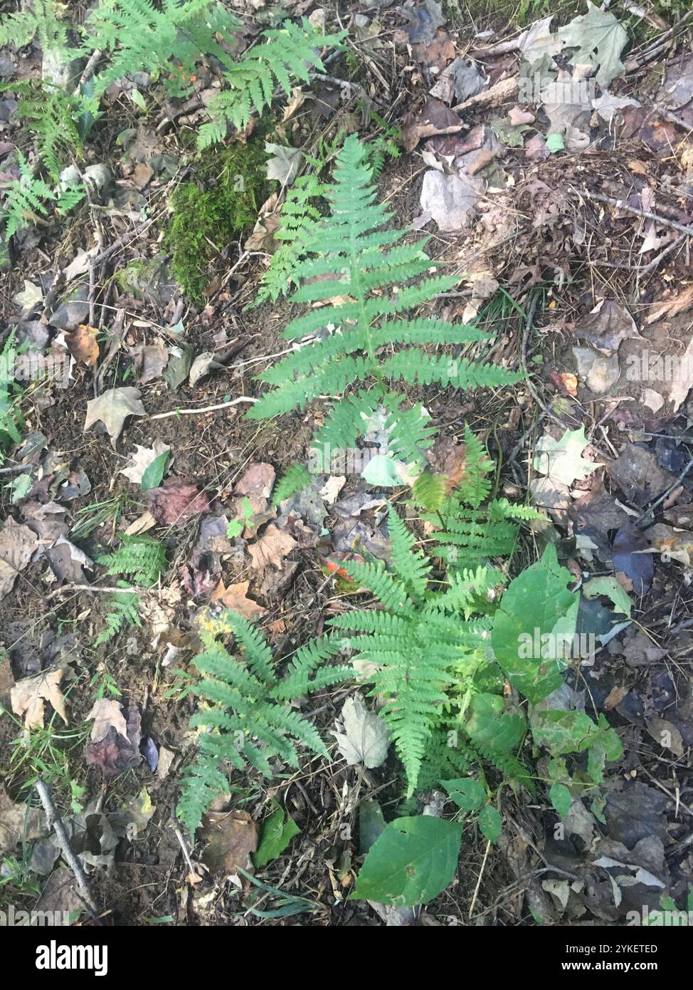 broad beech fern (Phegopteris hexagonoptera Stock Photo - Alamy