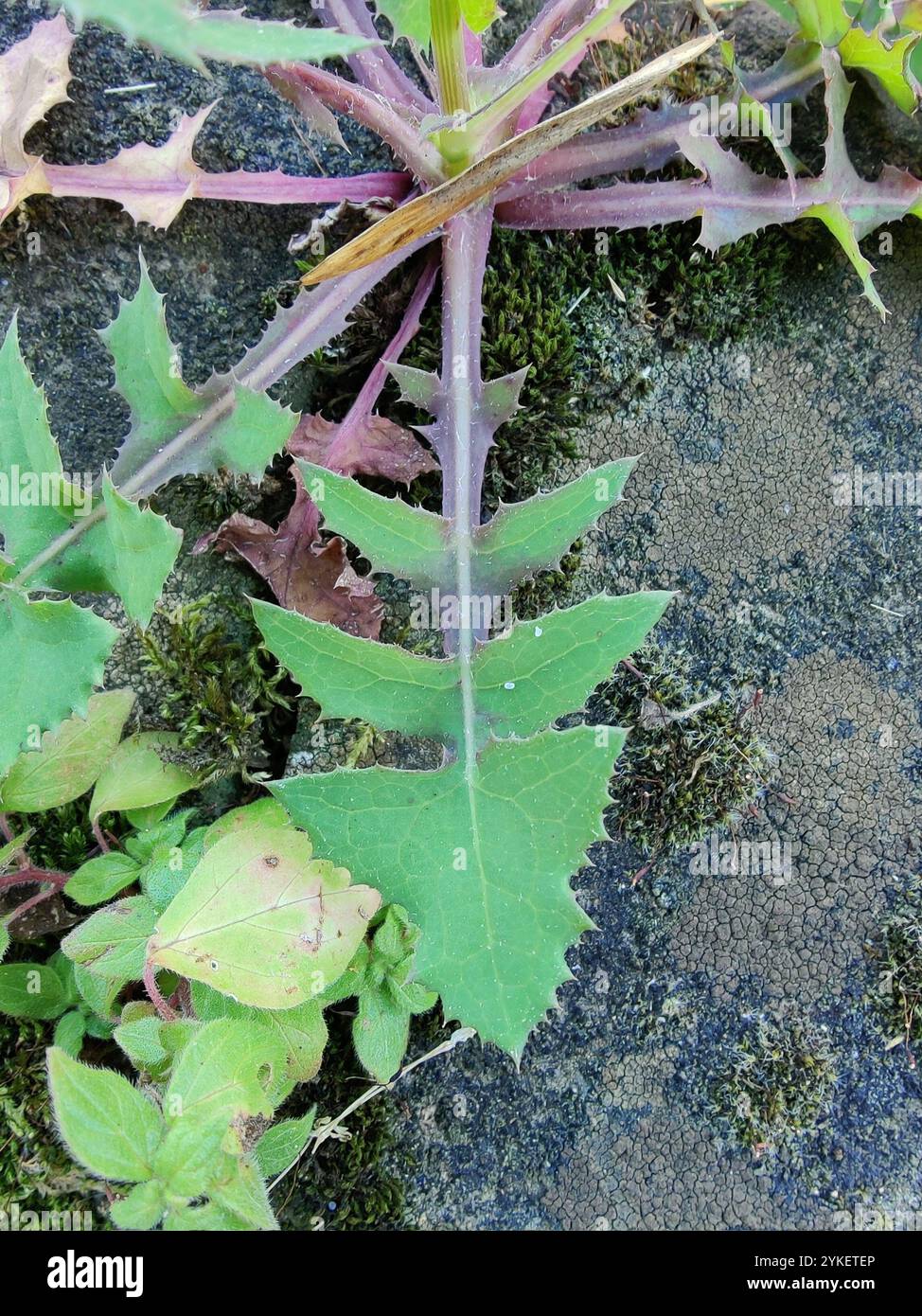 Common Sow-thistle (Sonchus oleraceus Stock Photo - Alamy