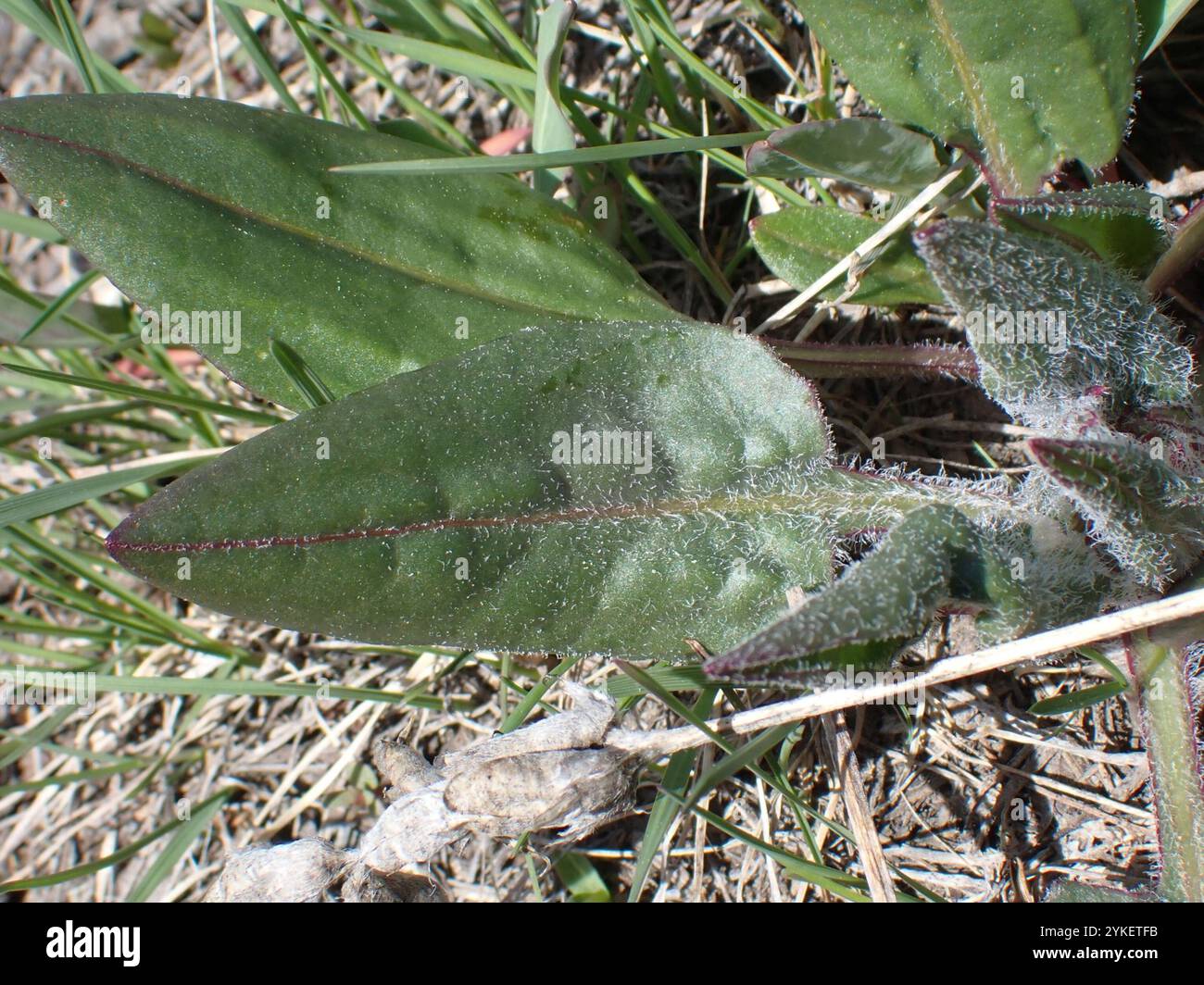 Tall western groundsel (Senecio integerrimus Stock Photo - Alamy