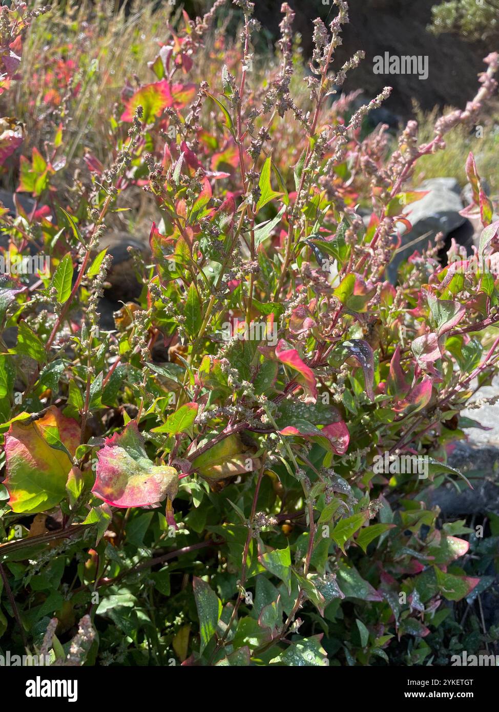 Creeping Saltbush (Atriplex prostrata Stock Photo - Alamy