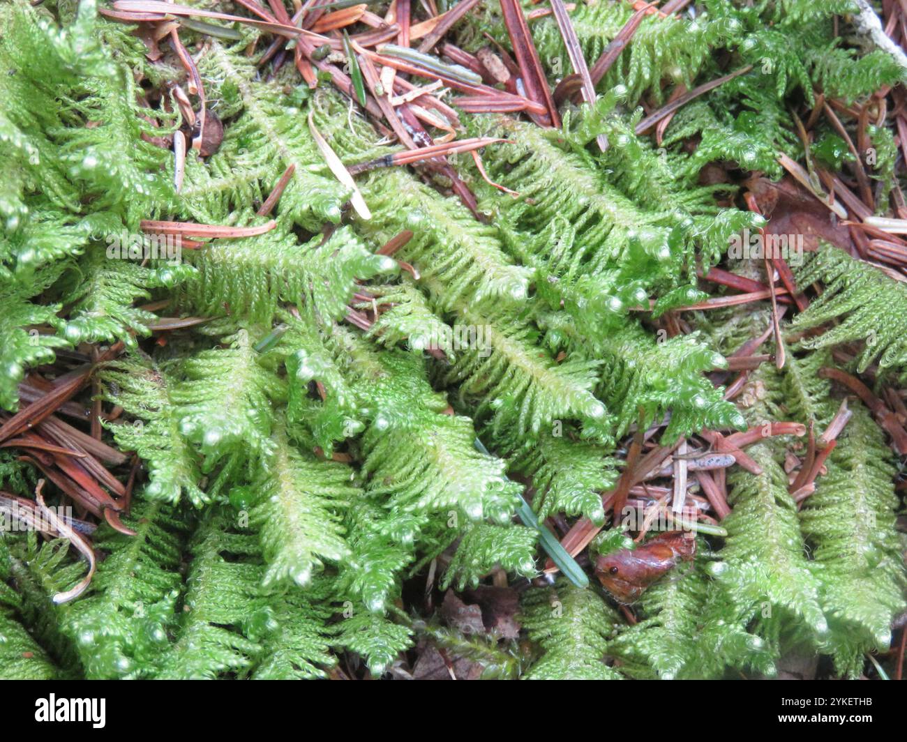Ptilium crista castrensis hi-res stock photography and images - Alamy