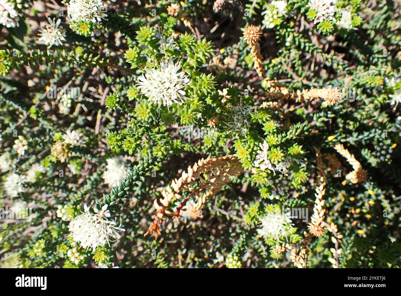 Garlic Buchu (Agathosma apiculata Stock Photo - Alamy