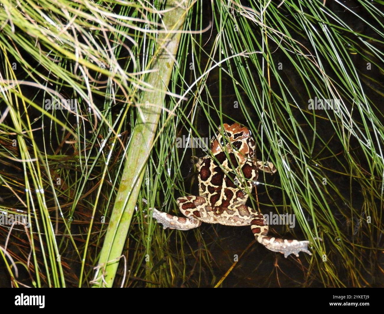 Western Leopard Toad (Sclerophrys pantherina Stock Photo - Alamy