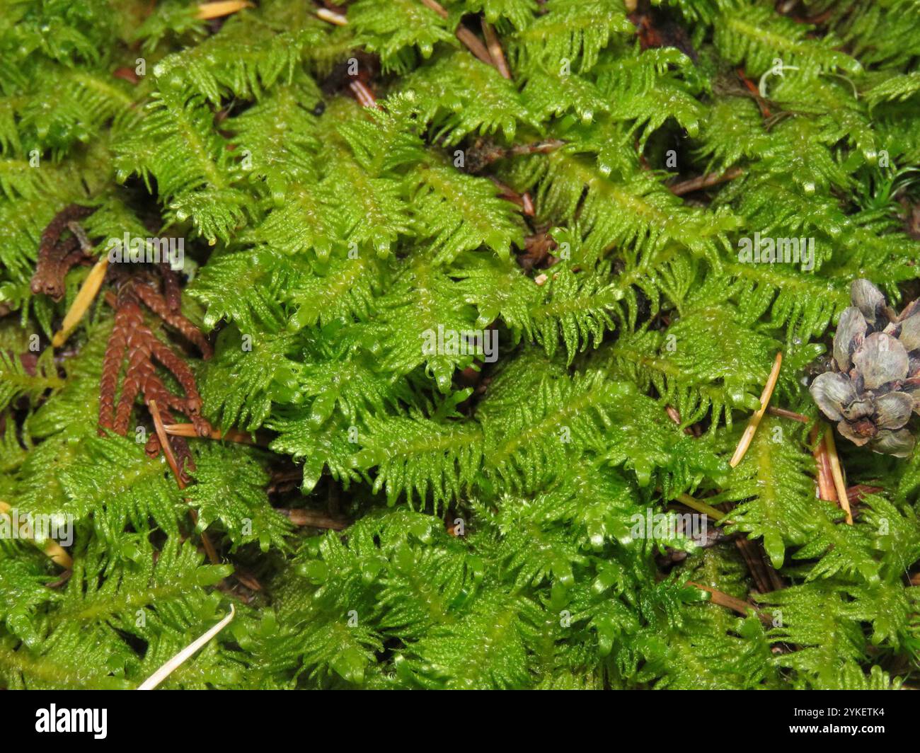 Ostrich-plume Moss (Ptilium crista-castrensis Stock Photo - Alamy
