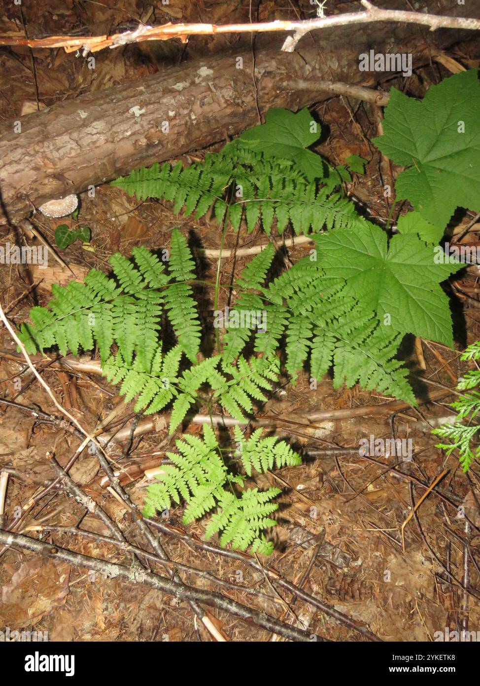 common bracken (Pteridium aquilinum Stock Photo - Alamy