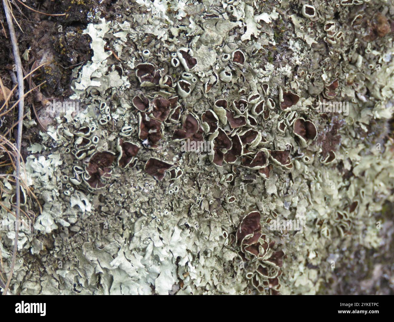 rock shield lichens (Xanthoparmelia Stock Photo - Alamy