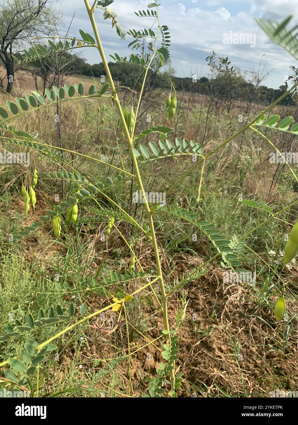 Bladder Pod (Sesbania vesicaria Stock Photo - Alamy