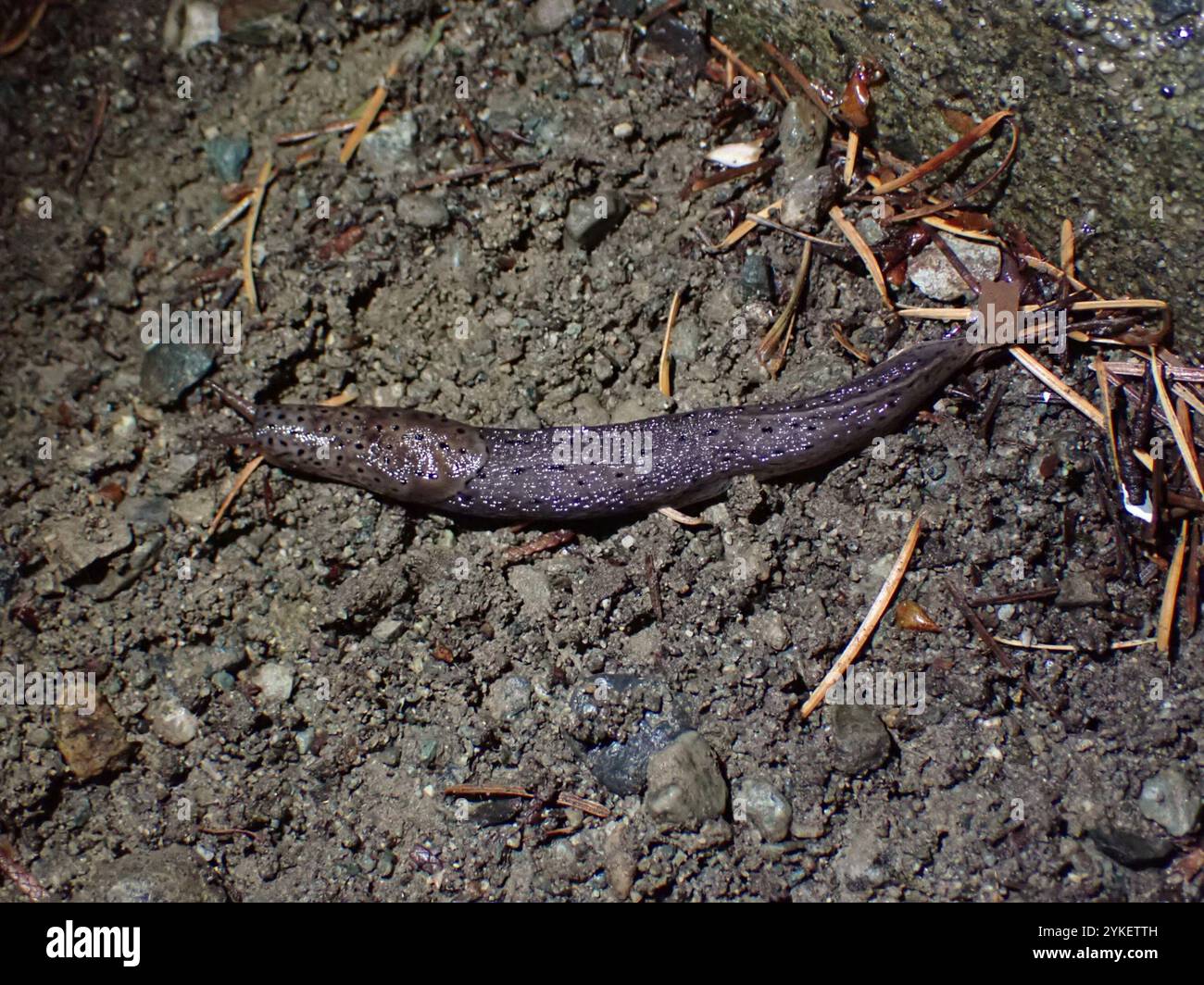 Leopard Slug (Limax maximus Stock Photo - Alamy